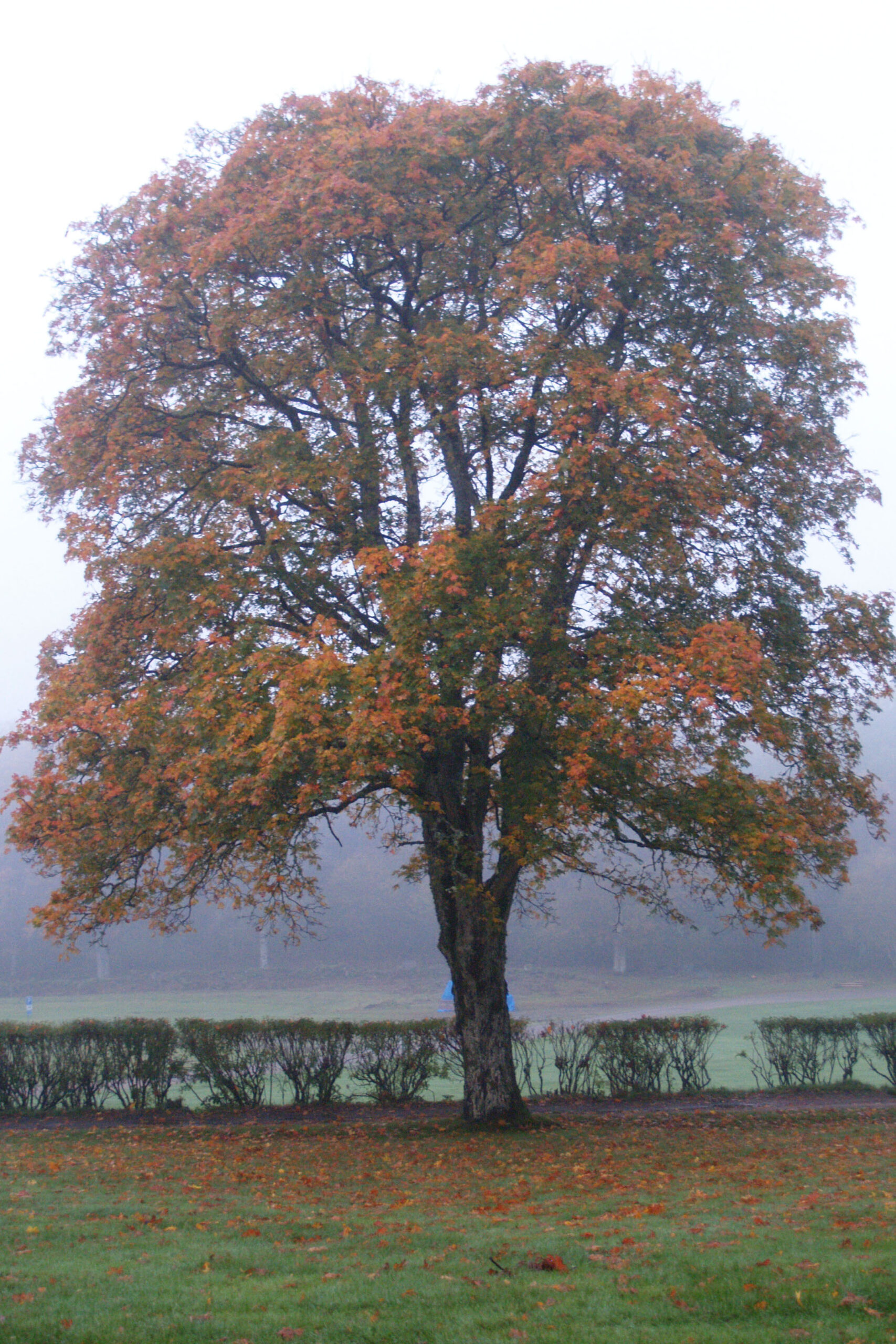 Hemslöjdsguiden » Lönn