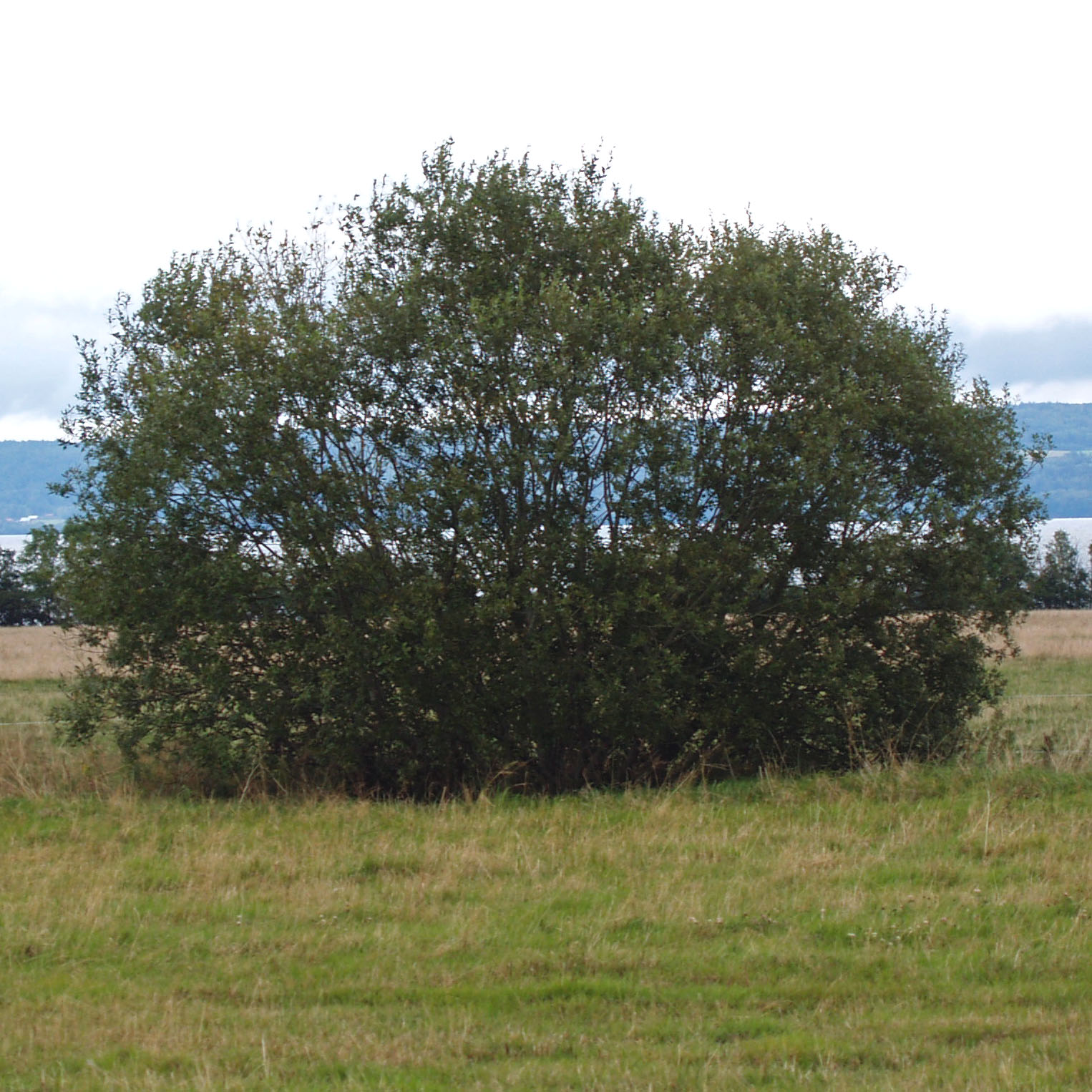 Hemslöjdsguiden » Sälg